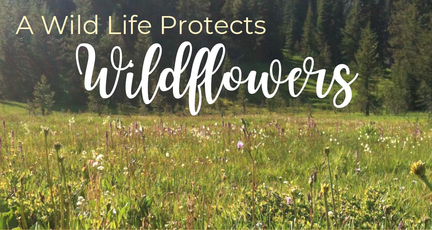 "A Wild Life Protects Wildflowers" - Discover Your Forest