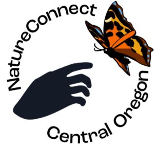 Home - Discover Your Forest